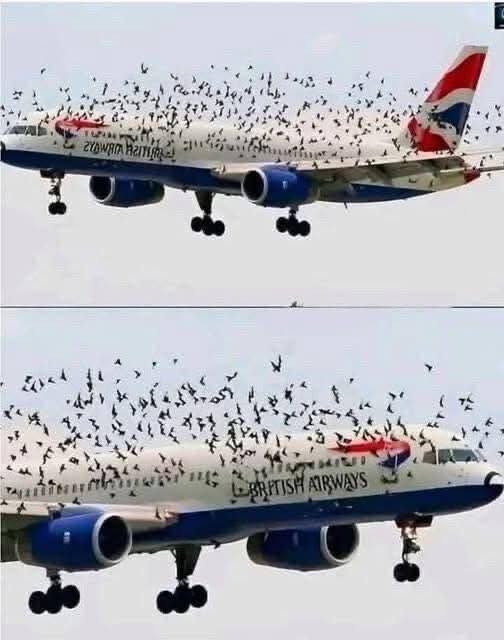 The pilot cried when he understood why the birds wouldn’t leave him ...