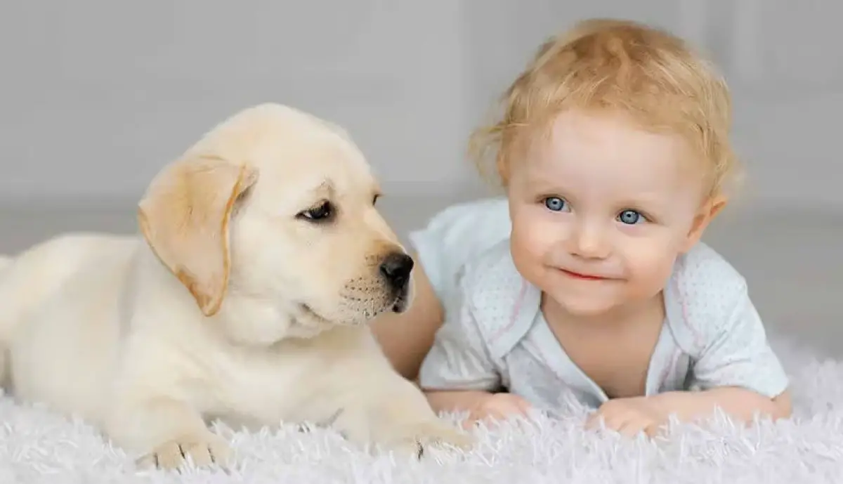Doctors Said He’d Never Move Again — Then a Little Golden Retriever ...